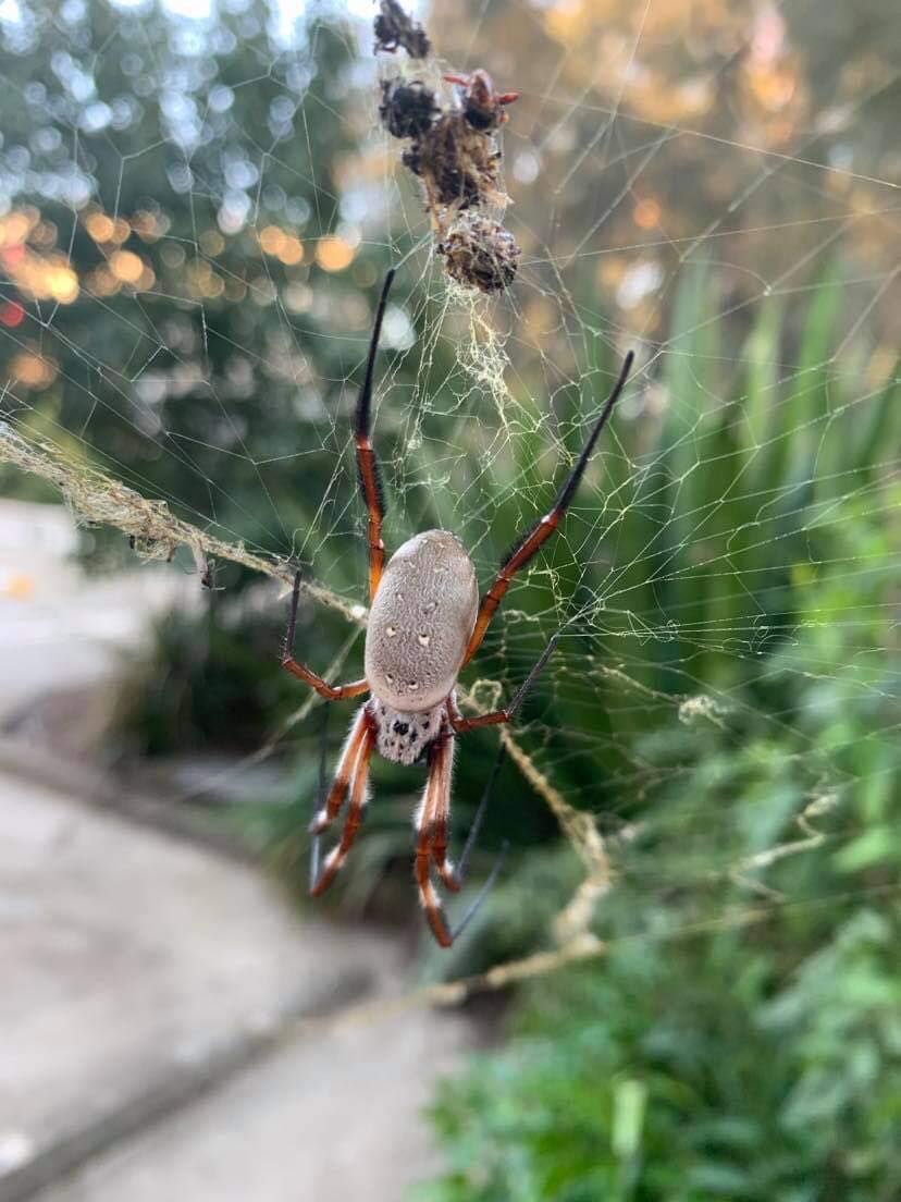 Mr Master Pest Control – Protecting Your Home and Business from Pest