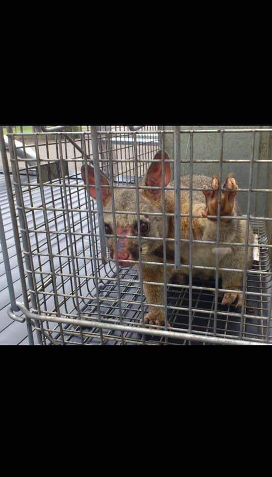 Mr Master Pest Control – Protecting Your Home and Business from Pest