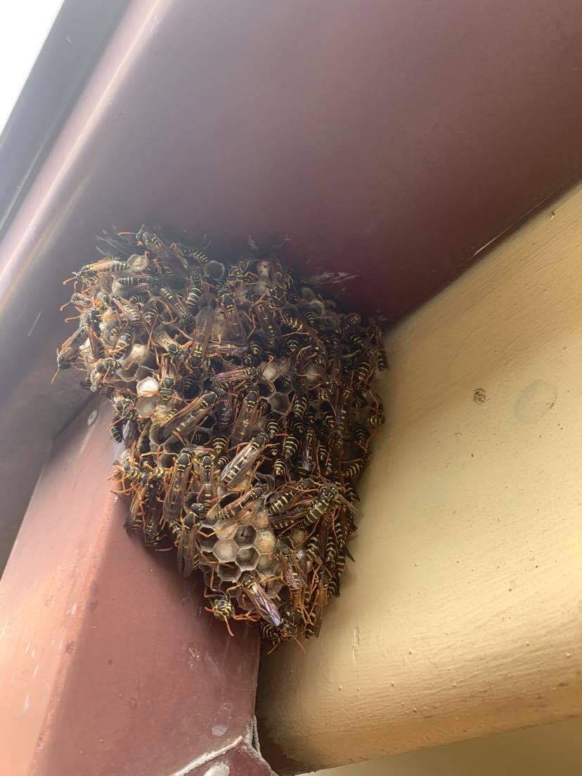 Mr Master Pest Control – Protecting Your Home and Business from Pest